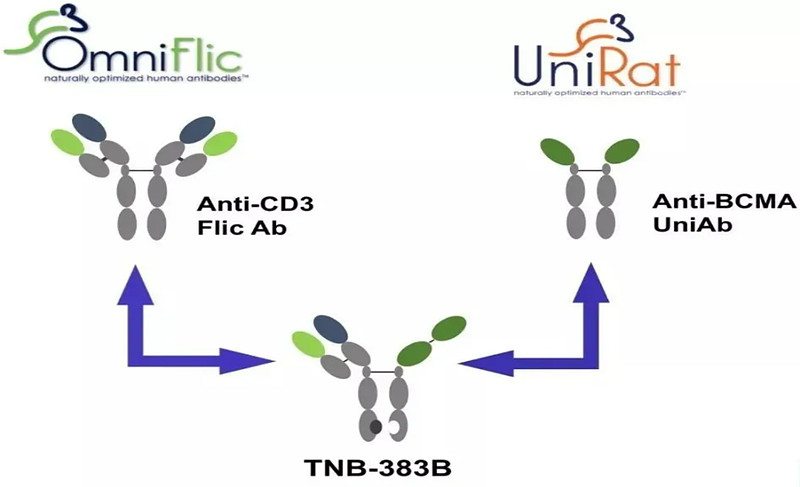 艾伯维收购获得的CD3/BCMA双抗在华申报临床 1月6日，CDE官网显示，艾伯维的ABBV-383输注用溶液临床试验申请获受理，开发适应症为多发性骨髓瘤。点击下载：多发... - 雪球