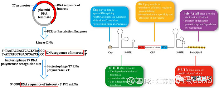 【耀文解读】一文读懂|不同IVT RNA(mRNA, saRNA, circRNA)的差异 #saRNA# #RNA疗法# #CDMO# 注：本文不构成任何投资意见和建议，以官方/公司公告为准 ...
