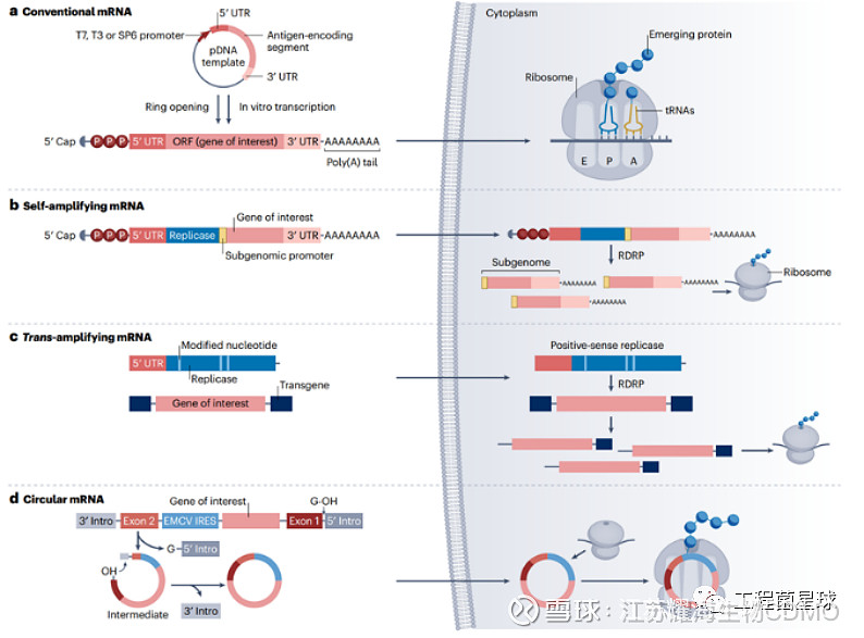 【耀文解读】一文读懂|不同IVT RNA(mRNA, saRNA, circRNA)的差异 #saRNA# #RNA疗法# #CDMO# 注：本文不构成任何投资意见和建议，以官方/公司公告为准 ...