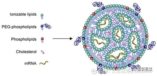 【耀文解读】一文读懂|mRNA疫苗稳定性影响因素（中检院最新综述） #mrna疫苗# #CDMO# #RNA疗法# 注：本文不构成任何投资意见 ...