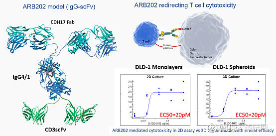 CDH17 ——消化道肿瘤靶点新星 钙粘素（cadherin， 钙粘蛋白，钙粘合素） 是一类依赖于 Ca2+ 的细胞粘附分子的超家族，它在维持 ...