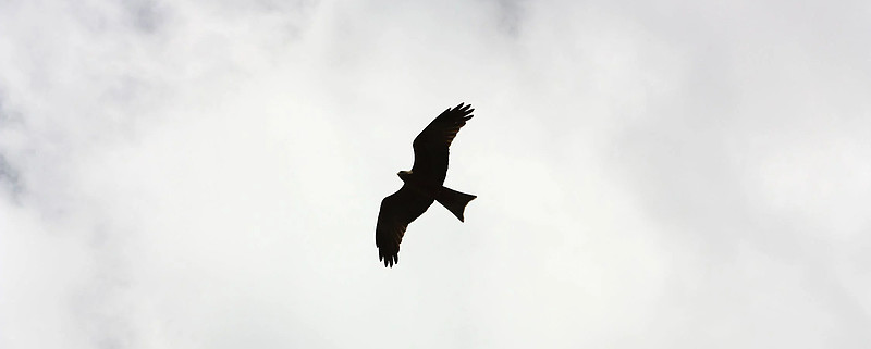 蓝鸟生物：“优等生”的落寞与自救 撰文丨Daisy编辑丨于靖在刚结束的JPM大会上， 蓝鸟生物 CEO Andrew Obenshain对获批 ...