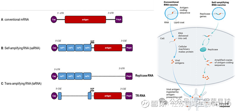 【耀文解读】mRNA技术的新星—自复制RNA(saRNA)技术的回顾与展望 #RNAi疗法# #CDMO# #重组蛋白# 注：本文不构成任何投资意见和建议，以官方/公司公告为准；本文仅作 医疗 ...