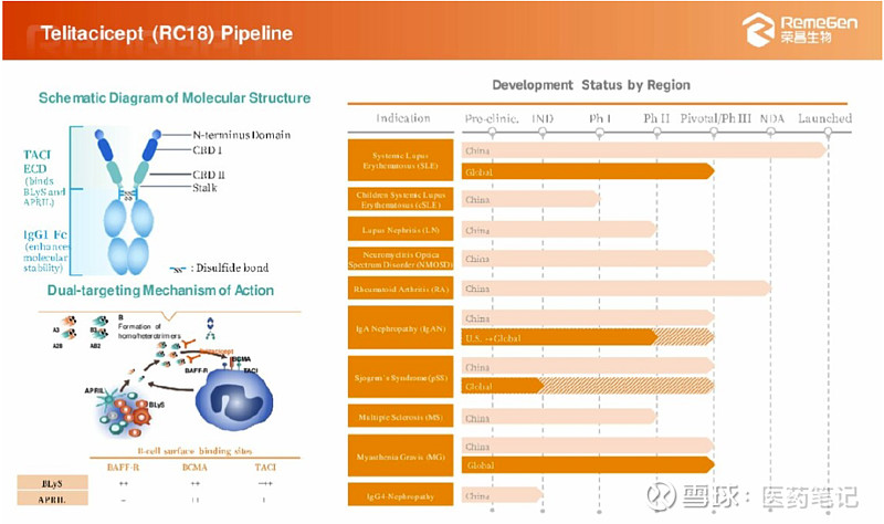 10亿美元分子：Vera大涨49%，Atacicept治疗IgA肾病2b期临床成功 Armstrong 2023年1月25日， Vera ...