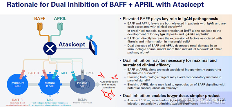 10亿美元分子：Vera大涨49%，Atacicept治疗IgA肾病2b期临床成功 Armstrong 2023年1月25日， Vera ...