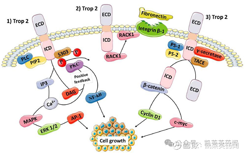 潜在“Best-in-class”！启德医药靶向TROP2 ADC药物GQ1010的临床申... 欢迎关注 凯莱英 药闻2024年2月22日，启德医药递交的GQ1010注射液的临床试验申请获 ...