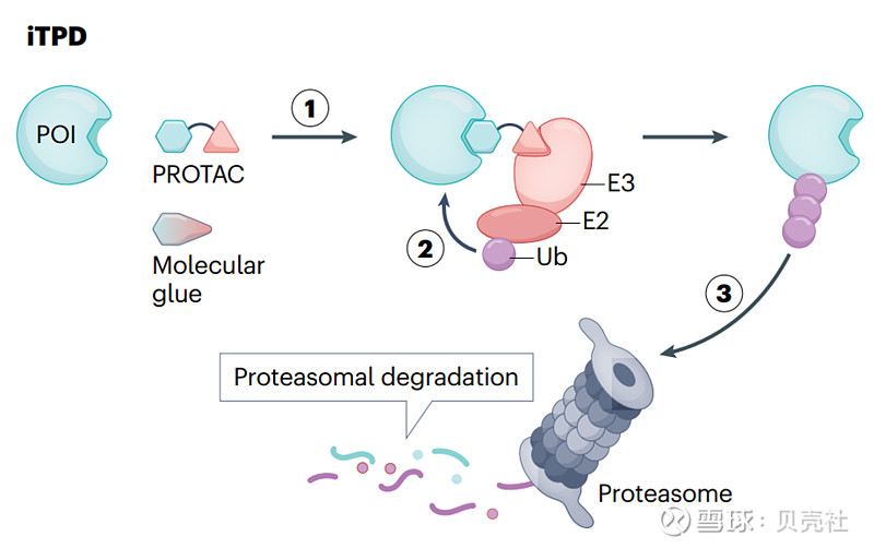 靶向“不可成药”靶点，浅析PROTAC、分子胶靶向蛋白降解与靶向蛋白稳定技术 药渡 / balabala靶向蛋白降解（Targeted protein degradation, TPD）在过去 ...