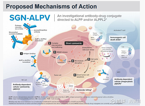 ALPPL2/ALPP: 具有肿瘤特异性的潜力靶点 碱性磷酸酶(ALP）是一种普遍存在的膜结合糖蛋白，存在于从细菌到人类的许多生物体中。在大 ...