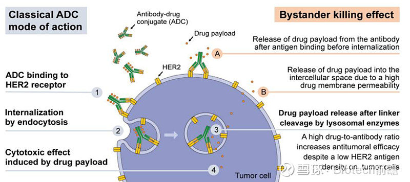 Her2老靶点的新突破丨一文梳理小分子/双抗/ADC进展 HER2(人表皮生长因子受体2)是重要的癌症驱动基因，在多个癌种当中高度表达，其中肺癌检出率约2.5%，乳腺癌检出率约1... - 雪球