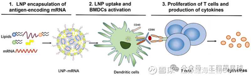 【耀文解读】一文读懂|脂质纳米颗粒(LNP)不同脂质组分触发免疫反应的机制 #LNP# #mrna疫苗# #CDMO# 注：本文不构成任何投资意见和建议，以官方/公司公告为准；本文仅作 医疗 ...