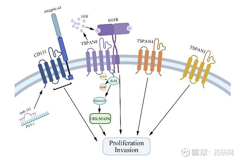 泛实体瘤治疗新靶点—TSPAN8 概述Tspans是四跨膜蛋白超家族（transmembrane 4 Superfamily，TM4SF），在 ...