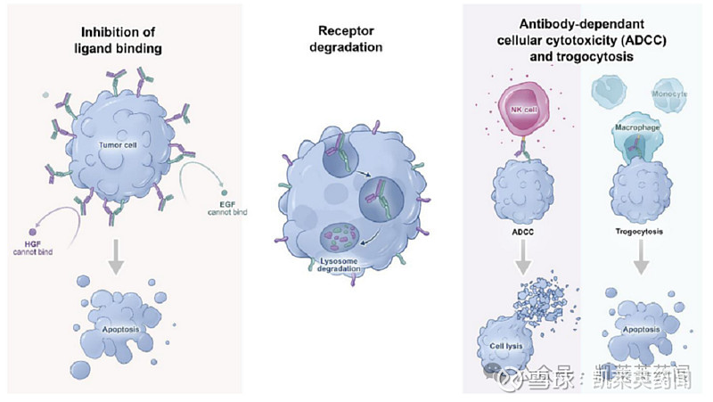 不超50亿！翰森进军双抗ADC，扩大与普米斯EGFR / cMet双抗合作 的欢迎关注 凯莱英 药闻2024年3月14日， 翰森制药 与普米斯 ...