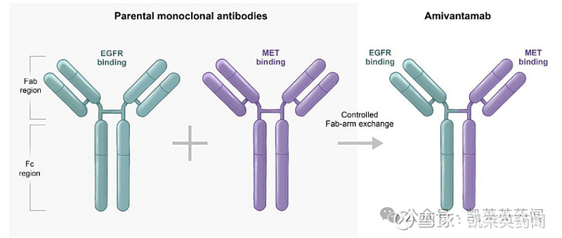 不超50亿！翰森进军双抗ADC，扩大与普米斯EGFR / cMet双抗合作 的欢迎关注 凯莱英 药闻2024年3月14日， 翰森制药 与普米斯 ...