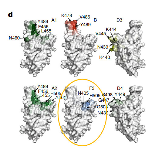 关于mAb的一点知识网页链接这里是BA.1作为model的我把RBS改为RBM 也就是接触ACE2受体的区域了近年来,结... - 雪球