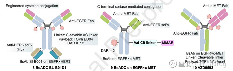 双抗ADC：1+1>2 点击上方的 行舟Drug 添加关注 前言 抗体偶联药物（ADC）包括抗体、连接子和细胞毒性有效载荷。与传统化疗相比 ...