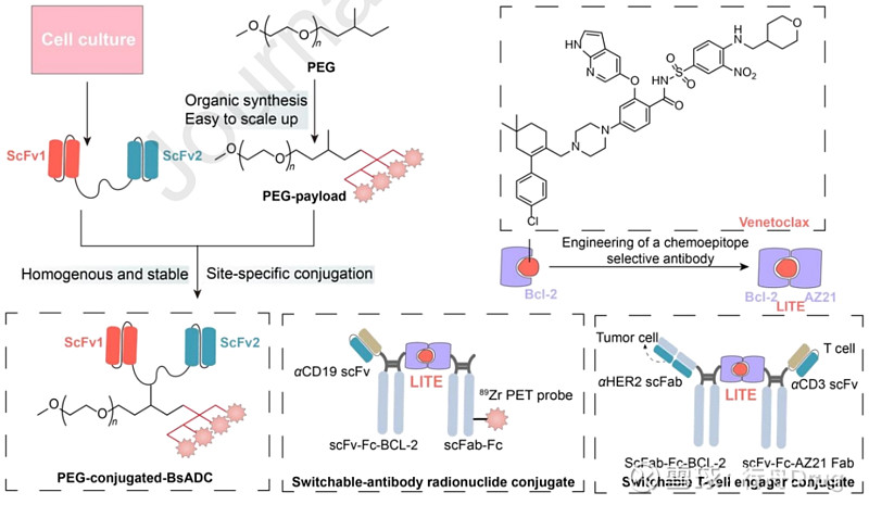 双抗ADC：1+1>2 点击上方的 行舟Drug 添加关注 前言 抗体偶联药物（ADC）包括抗体、连接子和细胞毒性有效载荷。与传统化疗相比 ...