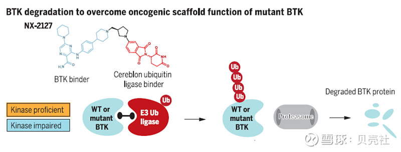 BTK抑制剂耐药怎么办？PROTACs或成破局利器！ 药渡 / 五月 BTK是一个常见的肿瘤靶点，全球已有6款BTK抑制剂获批上市，但是抑制剂 ...