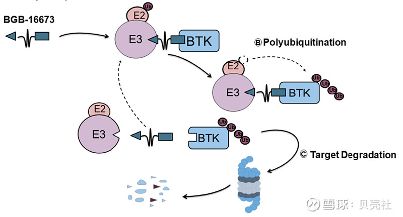 BTK抑制剂耐药怎么办？PROTACs或成破局利器！ 药渡 / 五月 BTK是一个常见的肿瘤靶点，全球已有6款BTK抑制剂获批上市，但是抑制剂 ...