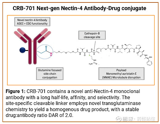 相遇Nectin-4：安斯泰来的Padcev，勇闯天涯 $石药集团(01093)$ $迈威生物-U(SH688062)$ $百奥泰 ...