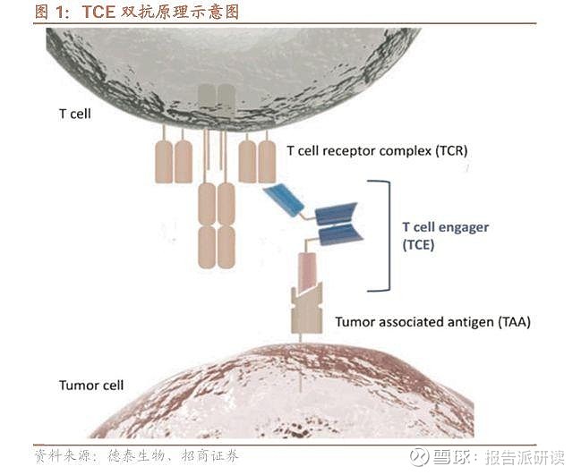 创新药TCE双抗：结构设计映射临床疗效，实体瘤适应症有所突破 报告出品方： 招商证券 以下为报告原文节选------一、TCE双抗：肿瘤杀伤机制直观，临床证据愈发充分1.1 TCE ... - 雪球
