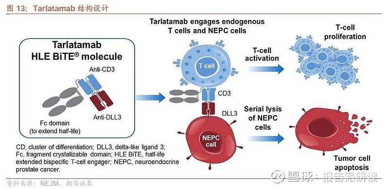 创新药TCE双抗：结构设计映射临床疗效，实体瘤适应症有所突破 报告出品方： 招商证券 以下为报告原文节选------一、TCE双抗：肿瘤杀伤 ...