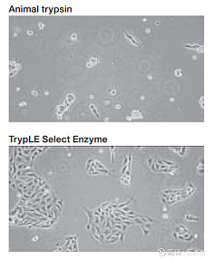 新药研发利器：Gibco TrypLE Express助力细胞解离技术革新 在细胞消化解离试剂的选择和使用过程中，您是否会经常遇到这些问题 ...