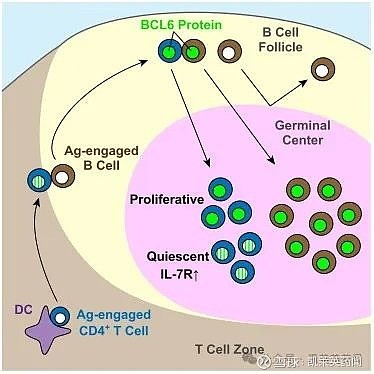 Arvinas：首次披露靶向BCL6 PROTAC降解剂ARV-393的化学结构，有望于2... 欢迎关注 凯莱英 药闻近日， Arvinas ...