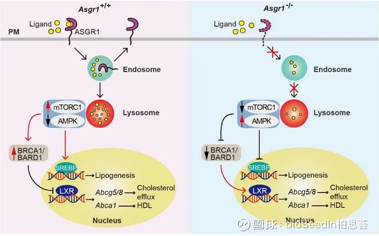ASGR1，新一代降脂靶点前沿 现代饮食容易伴随着高脂肪、高糖分的食物摄入，导致脂质合成的增加，诱发高血脂，心血管疾病。目前降脂药物种类繁多 ...