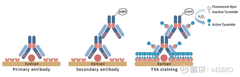 酪酰胺信号放大（TSA）技术简介 1 TSA技术简介酪酰胺信号放大(TSA，Tyramide signal amplification)技术是 ...