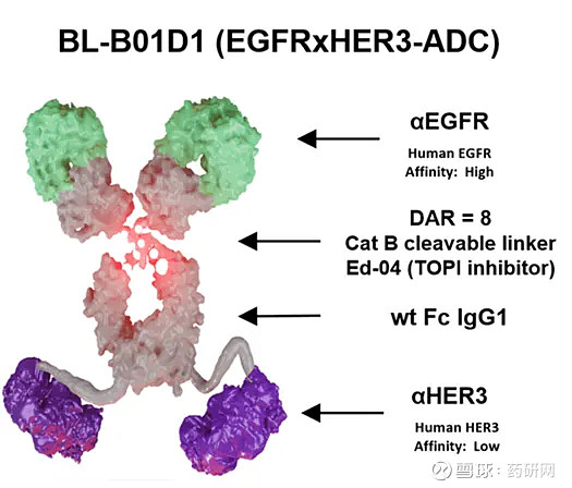 百利：双抗ADC联合用药“BL-B01D1+PD-1单抗±化疗”获批II期临床 4月22日， 百利天恒 发布公告，其自主研发的创新生物药注射用BL-B01D1（EGFR×HER3-ADC）相关 ...