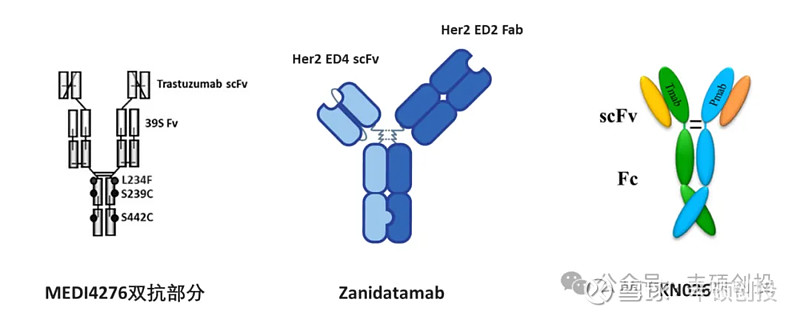 康宁杰瑞HER2双表位ADC分析 康宁杰瑞KN046治疗晚期鳞状sqNSCLC的临床III期临床，OS暂未达到统计学显著性差异未能成功揭盲 ...