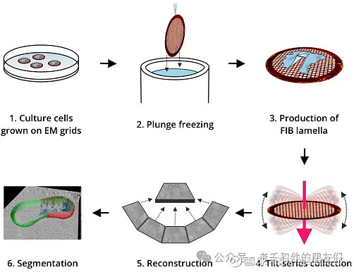 TEM专题 | 冷冻电镜断层成像（Cryo-ET）技术解读 半导体工程师 2024-04-24 07:03 马来西亚在材料领域，透射电镜（TEM）已经可以观测到原子之间的排布。尽管... - 雪球