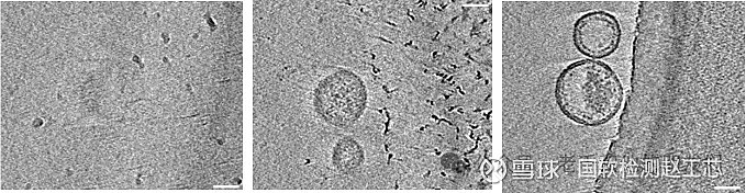 TEM专题 | 冷冻电镜断层成像（Cryo-ET）技术解读 半导体工程师 2024-04-24 07:03 马来西亚在材料领域，透射电镜（TEM）已经可以观测到原子之间的排布。尽管... - 雪球
