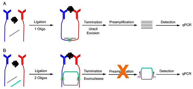 免疫PCR技术丨基于PLA原理的寡核苷酸探针及连接子设计方案 PLA技术全称为Proximity Ligation Assay是一种特殊的免疫 ...