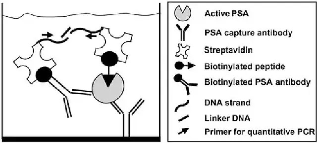 免疫PCR技术丨基于PLA原理的寡核苷酸探针及连接子设计方案 PLA技术全称为Proximity Ligation Assay是一种特殊的免疫 ...