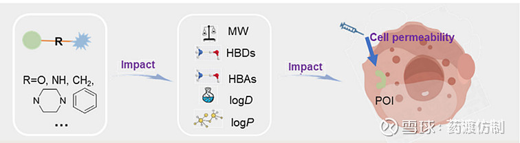 PROTAC设计中Linker特性的探索与创新 来源：药渡撰文：balabala靶向嵌合体蛋白水解（PROTAC）技术代表了药物发现领域的突破 ...