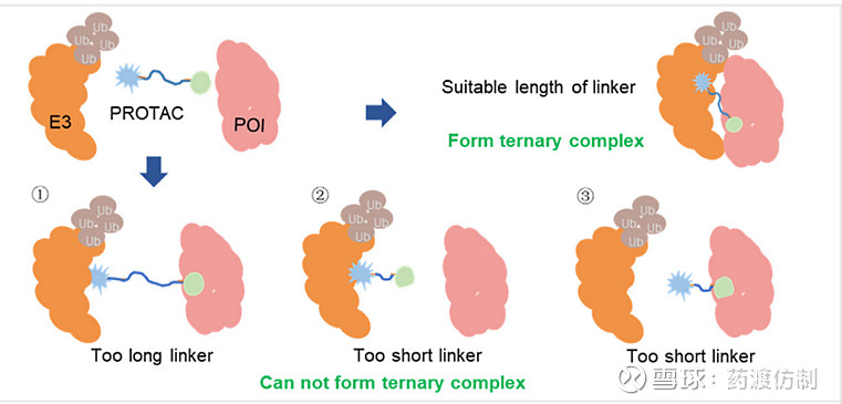 PROTAC设计中Linker特性的探索与创新 来源：药渡撰文：balabala靶向嵌合体蛋白水解（PROTAC）技术代表了药物发现领域的突破性发展，利用泛素蛋白酶体系... - 雪球