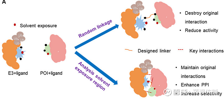 PROTAC设计中Linker特性的探索与创新 来源：药渡撰文：balabala靶向嵌合体蛋白水解（PROTAC）技术代表了药物发现领域的突破 ...