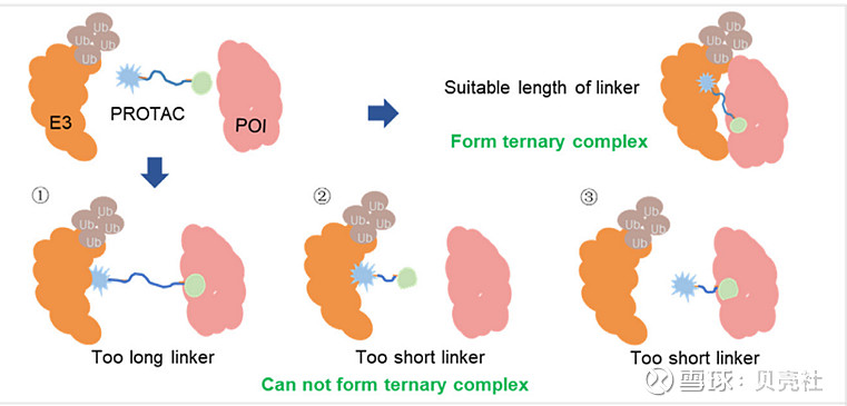 PROTAC设计中Linker特性的探索与创新 药渡 / balabala 靶向嵌合体蛋白水解（PROTAC）技术代表了药物发现领域的突破性 ...