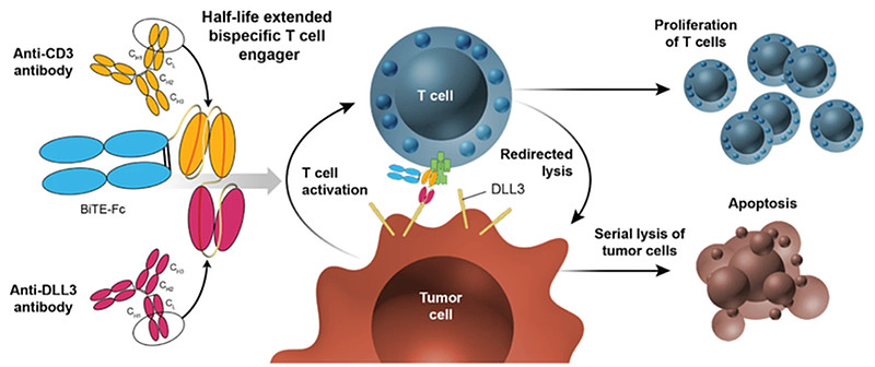 突破：首个实体瘤TCE双抗获批上市 今日，Amgen宣布，FDA加速批准其靶向DLL3/CD3的双特异抗体tarlatamab上市，用于治疗广泛期小细胞肺癌... - 雪球