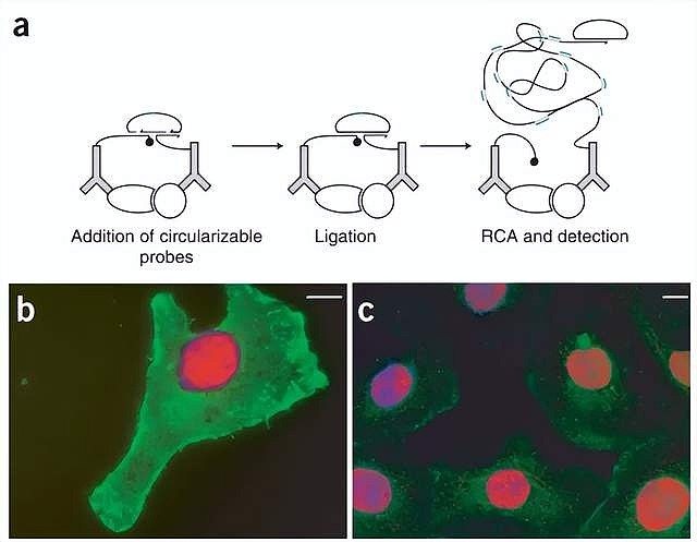 IVD技术丨RCA技术在蛋白原位检测及超灵敏免疫中的应用 RCA 是以一小段环状寡核苷酸为模板，以dNTPs为原料，在DNA/RNA聚合酶作用 ...
