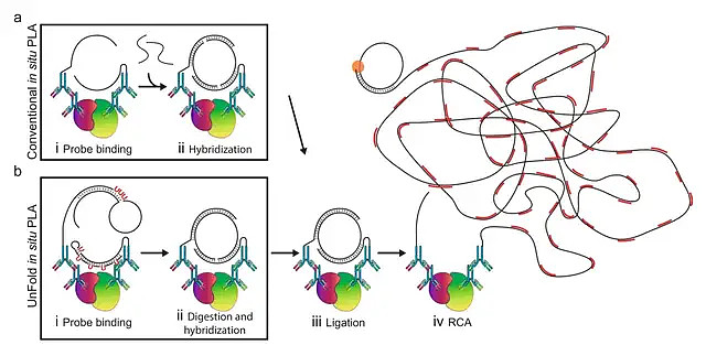 IVD技术丨RCA技术在蛋白原位检测及超灵敏免疫中的应用 RCA 是以一小段环状寡核苷酸为模板，以dNTPs为原料，在DNA/RNA聚合酶作用 ...