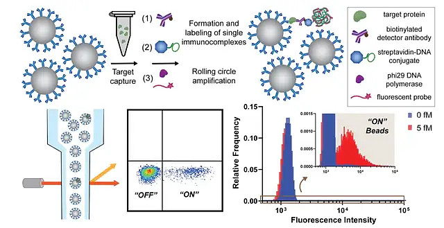 IVD技术丨RCA技术在蛋白原位检测及超灵敏免疫中的应用 RCA 是以一小段环状寡核苷酸为模板，以dNTPs为原料，在DNA/RNA聚合酶作用 ...