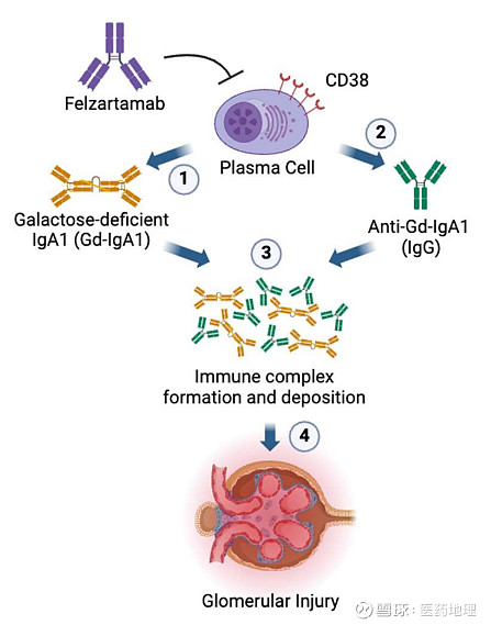 百亿自免肾科蓝海的破局者：CD38单抗Felzartamab深度市场解析 5月22日消息，Biogen(渤健)和免疫疗法公司 ...