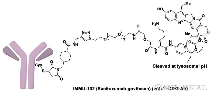 差异化Trop2 ADC：推动肺癌、乳腺癌临床新标准 Armstrong 2024年的ASCO，ADC的临床进展仍然是业界关注的焦点，众多靶点 ...