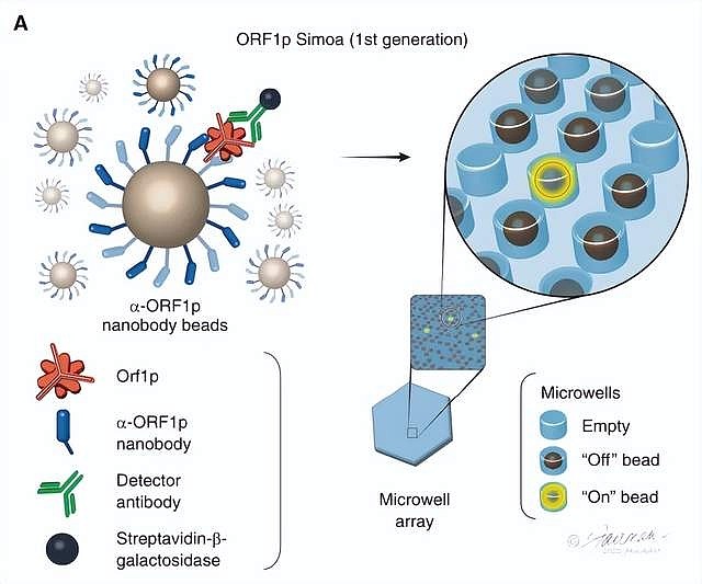 IVD前沿丨为了提高Simoa的灵敏度，大佬都做了哪些努力 2023年12月份Simoa技术发明人David R. Walt作为通讯作者在国际 ...