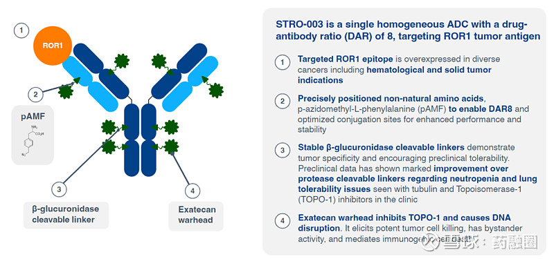 ROR1 ADC火了，近期付款达6.52亿 注：本文不构成任何投资意见和建议，以官方/公司公告为准；本文仅作 医疗健康 相关药物介绍，非治疗方案推荐（若涉及），不代... - 雪球