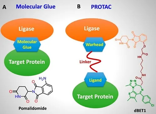 历经20年沉淀，PROTAC成药前景更明朗了 随着时间的推进，越来越多的PROTAC项目在近两年陆续读出临床研究数据，为靶向蛋白降解这一前沿 ...