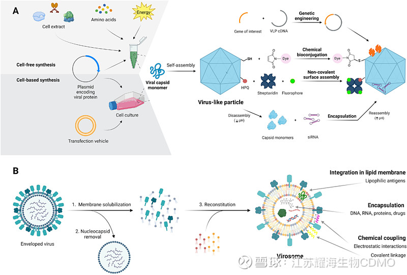 这些VLP疫苗设计的Tips确定不了解一下？ 导读：病毒样颗粒（Virus-like Particles, VLP）是一种不含病毒遗传物质的病毒结构蛋白。因其能够模拟... - 雪球