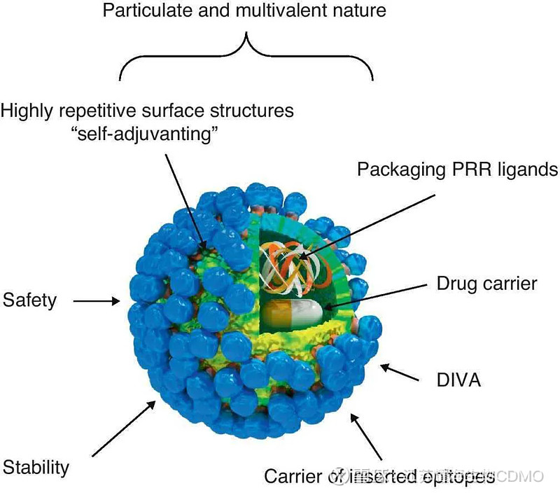 这些VLP疫苗设计的Tips确定不了解一下？ 导读：病毒样颗粒（Virus-like Particles, VLP）是一种不含病毒遗传物质的 ...